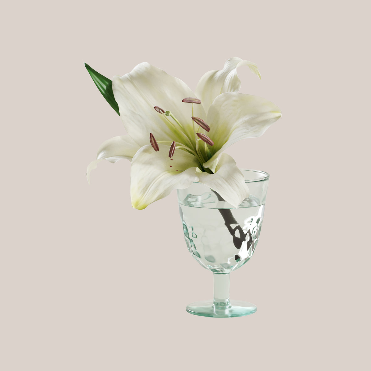 Lilium – BoModels